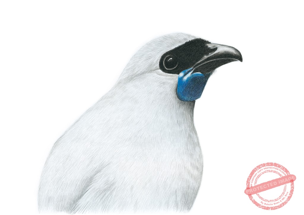 Kokako