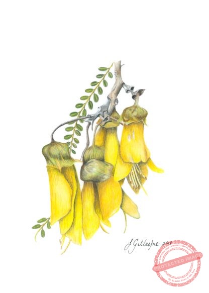 Kowhai #1