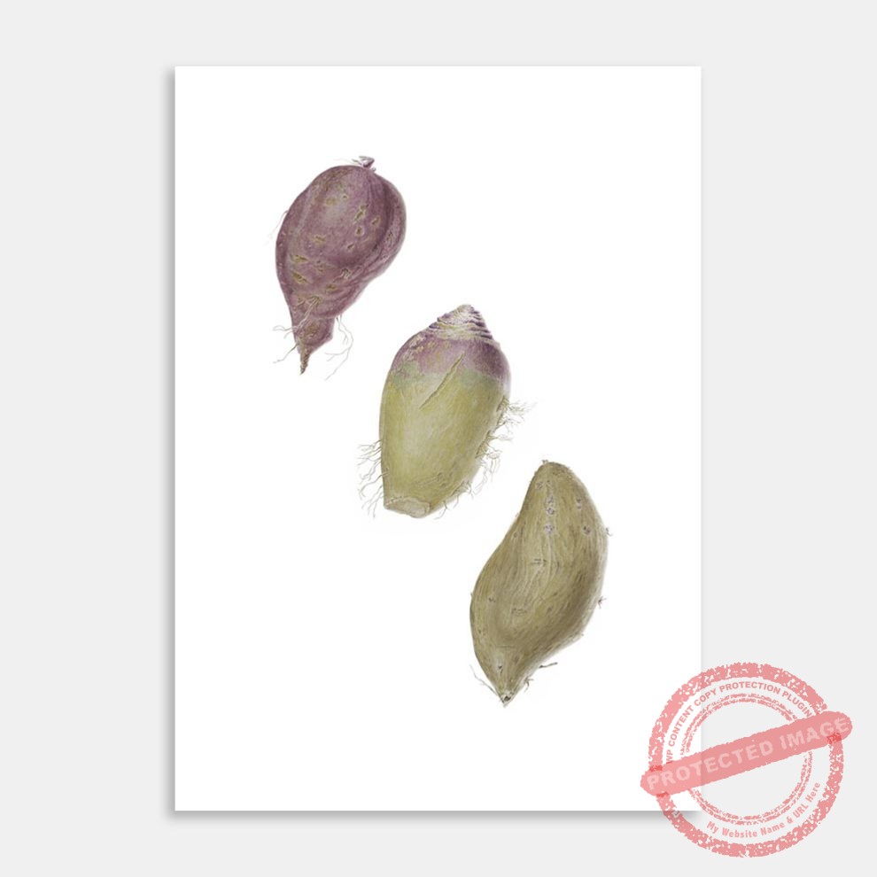 Find Beautiful NZ Art Prints For You - Art Collective