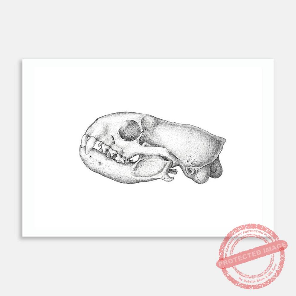 Mongoose Skull Limited Edition Art Print by Lesley Alexander - Art ...