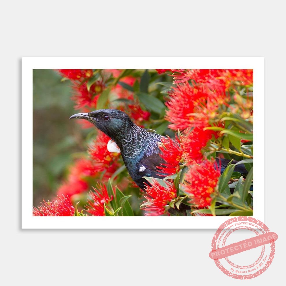 Tui On Rata Art Print By Paul Sorrell - Art Collective