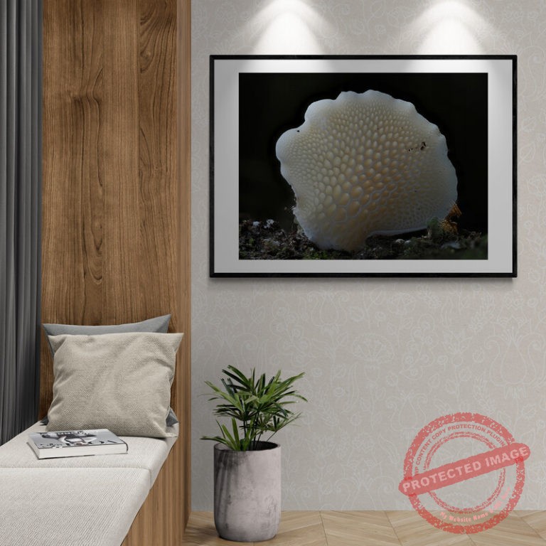Favolaschia Pustulosa Art Print By Benny Chia - Art Collective